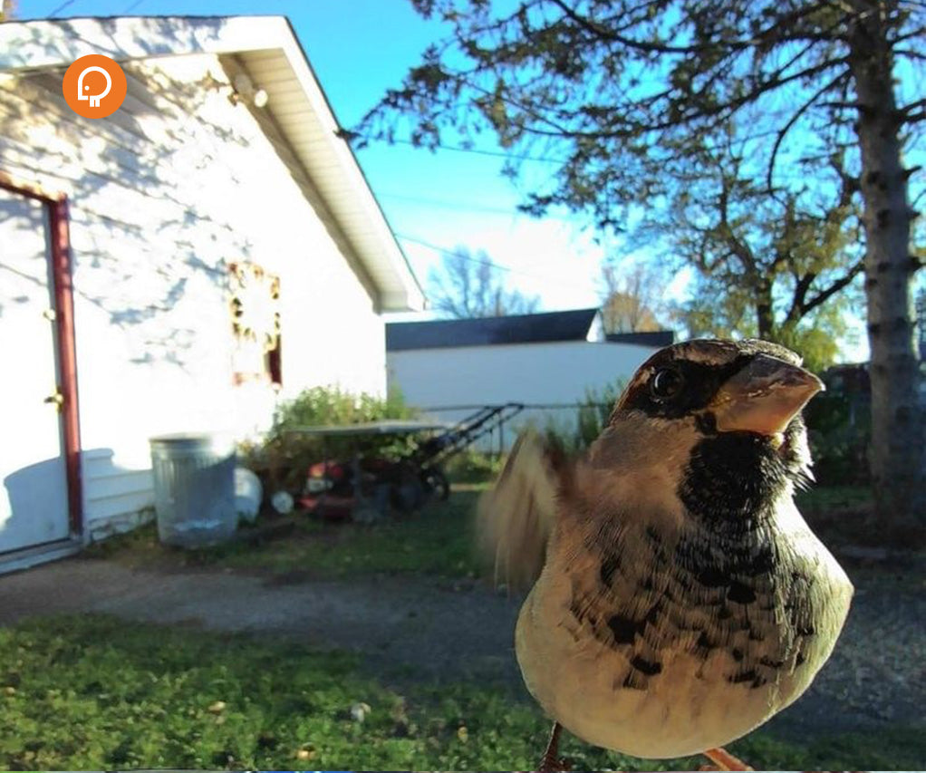 PeckPerk-Experience Nature Like Never Before