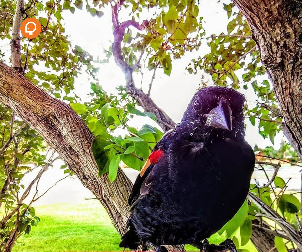 PeckPerk-Experience Nature Like Never Before