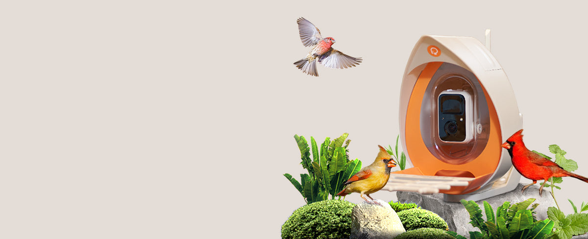 PeckPerk-Experience Nature Like Never Before